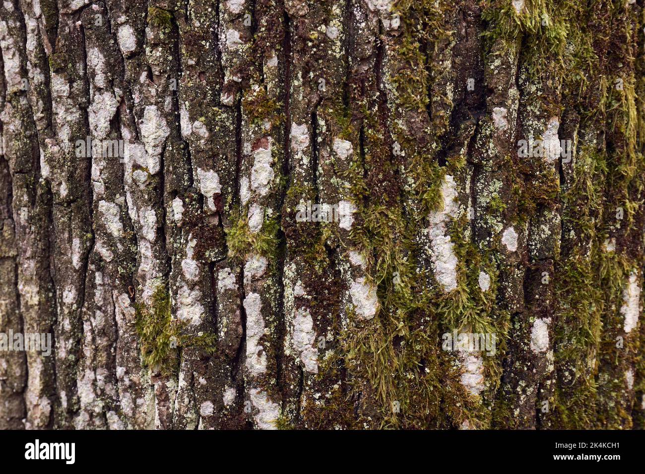 Closeup crusty bark tree hi-res stock photography and images - Alamy