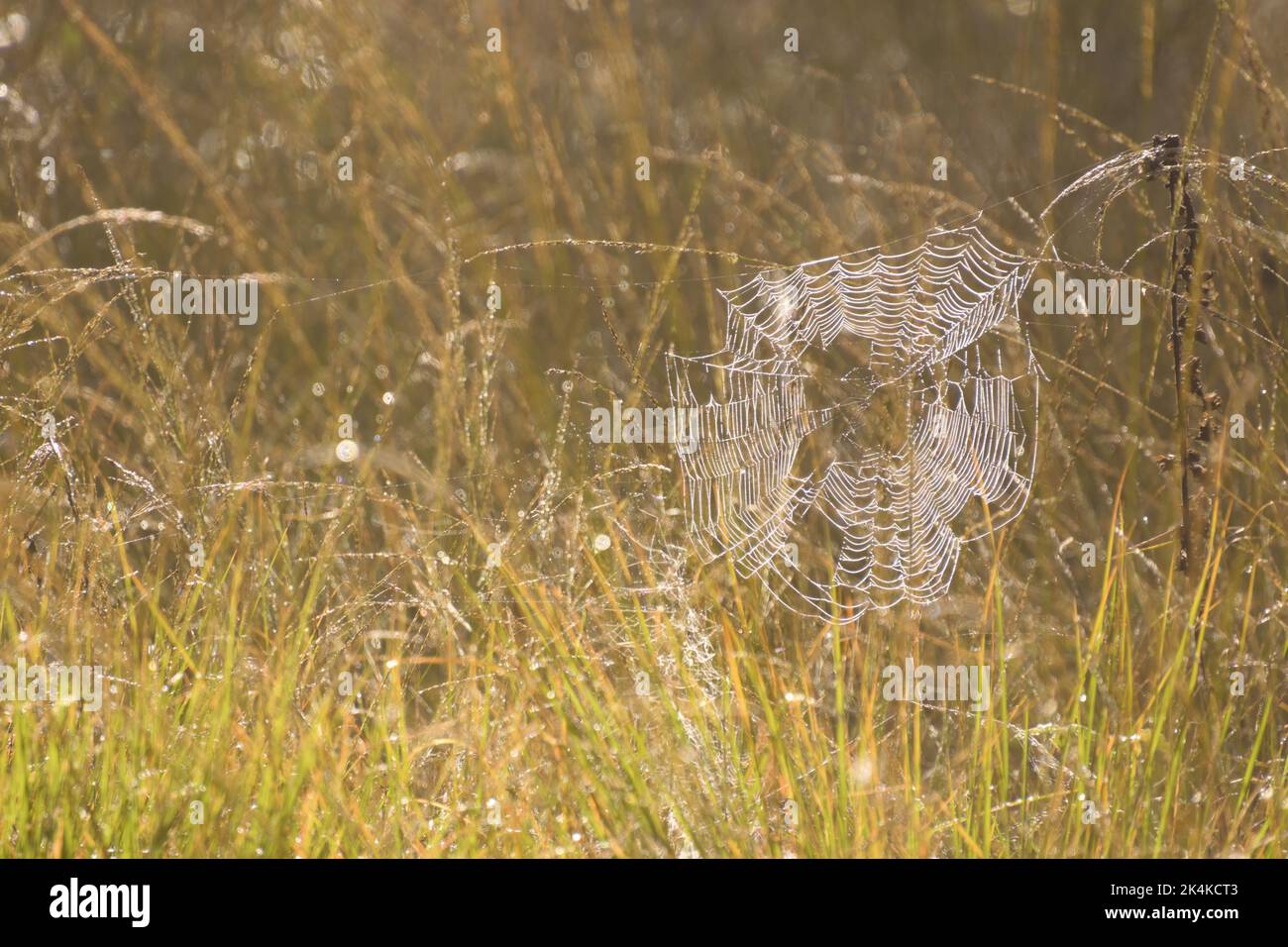 Spinnweben im Tau und Morgennebel im Gras Stock Photo - Alamy