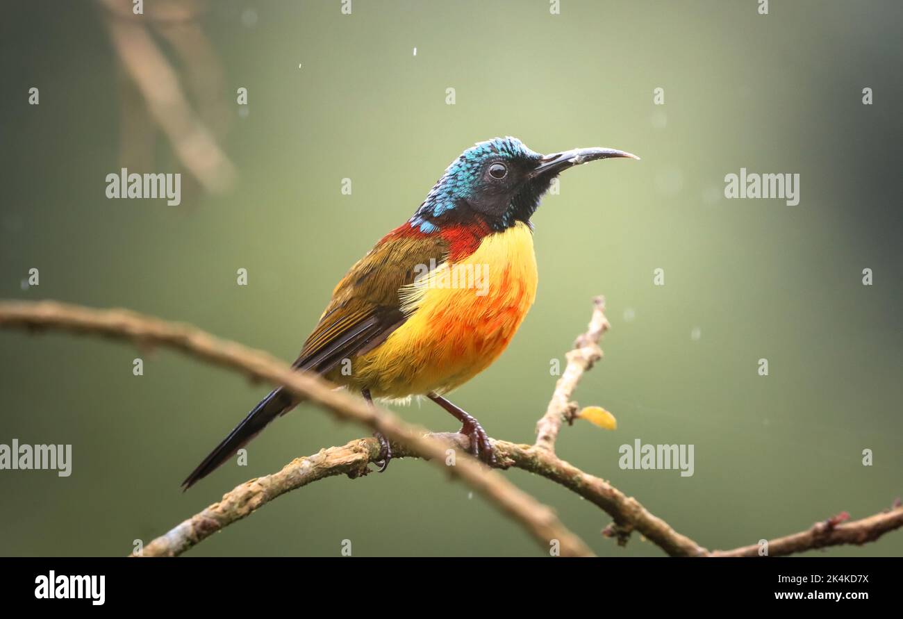 Natural rainfall motion hi-res stock photography and images - Alamy