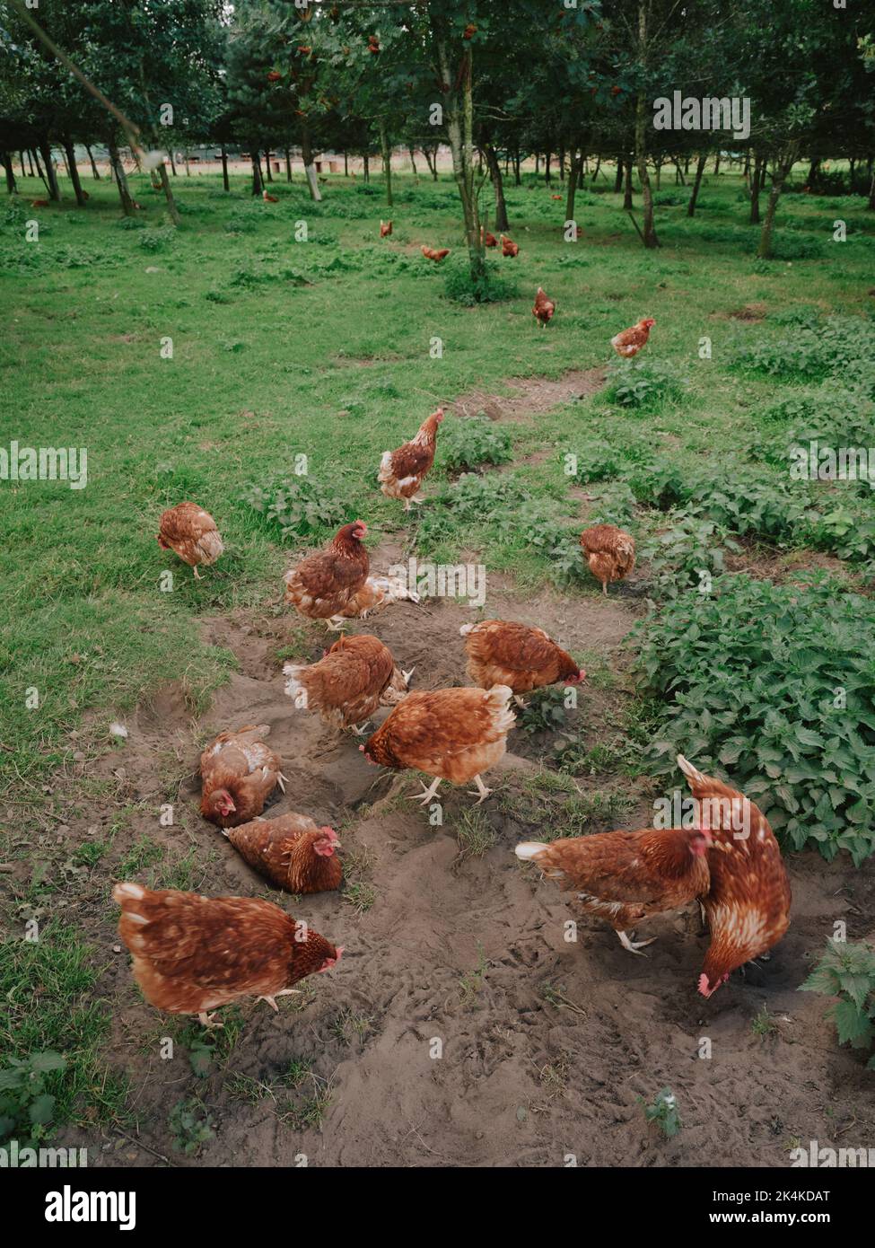 Freerange hens hi-res stock photography and images - Alamy