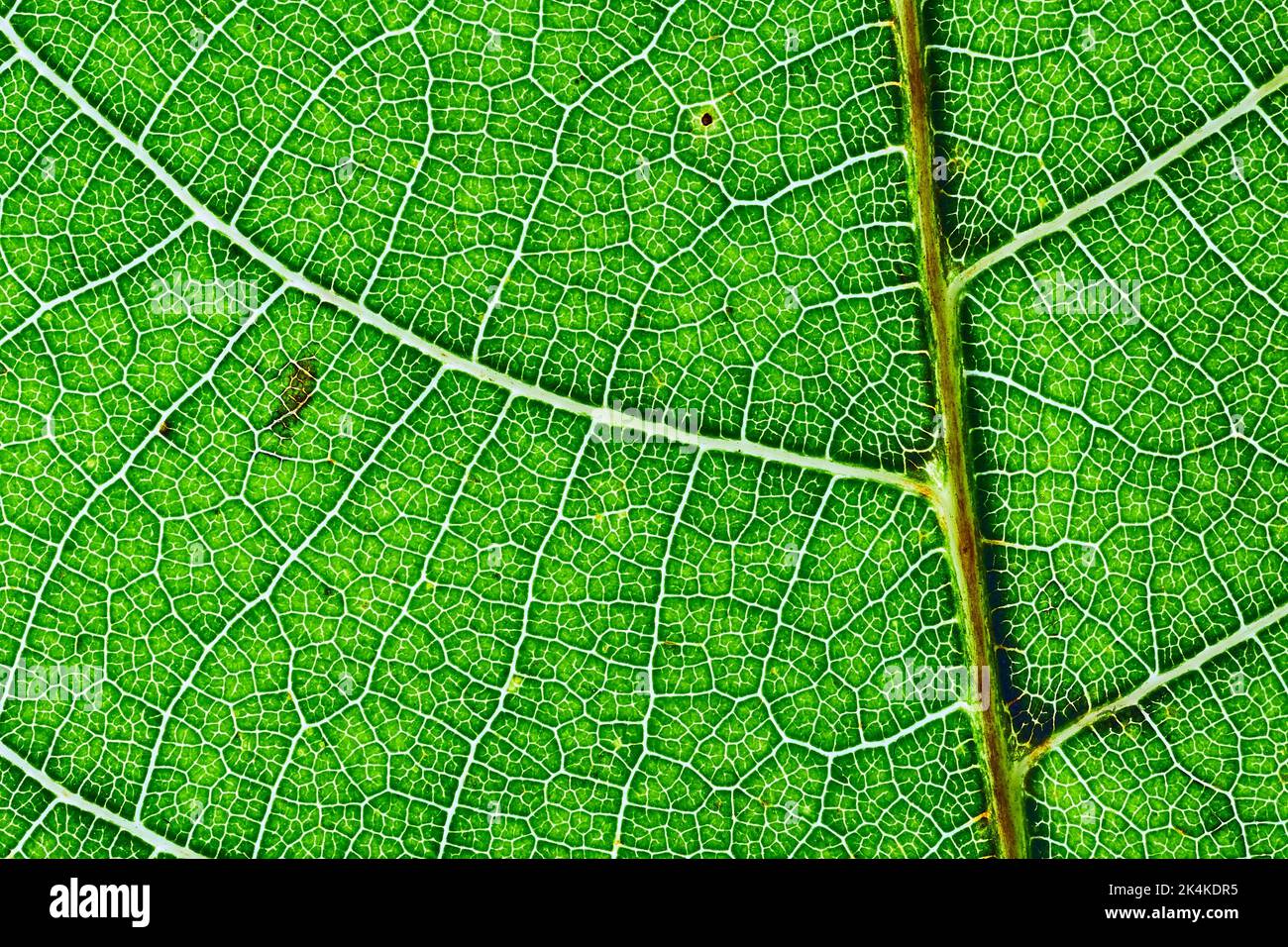 Close up beautiful structure texture hi-res stock photography and ...