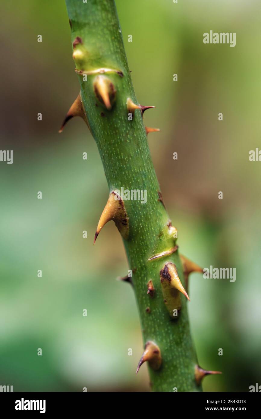Sharp thorns on the branches of the rose tree Stock Photo - Alamy