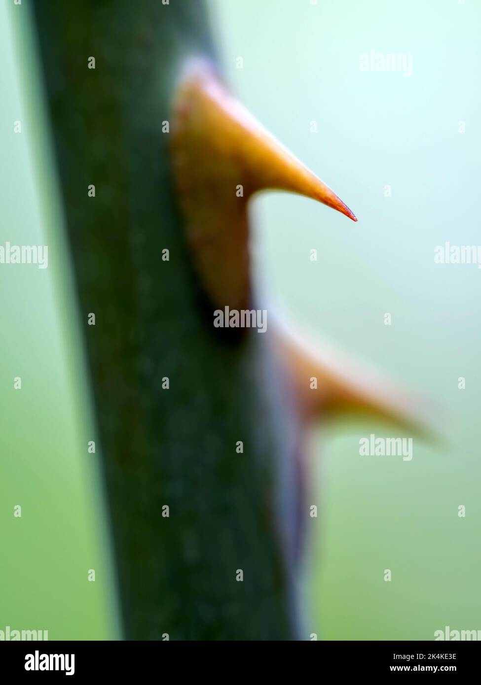 Sharp thorns on the branches of the rose tree Stock Photo - Alamy