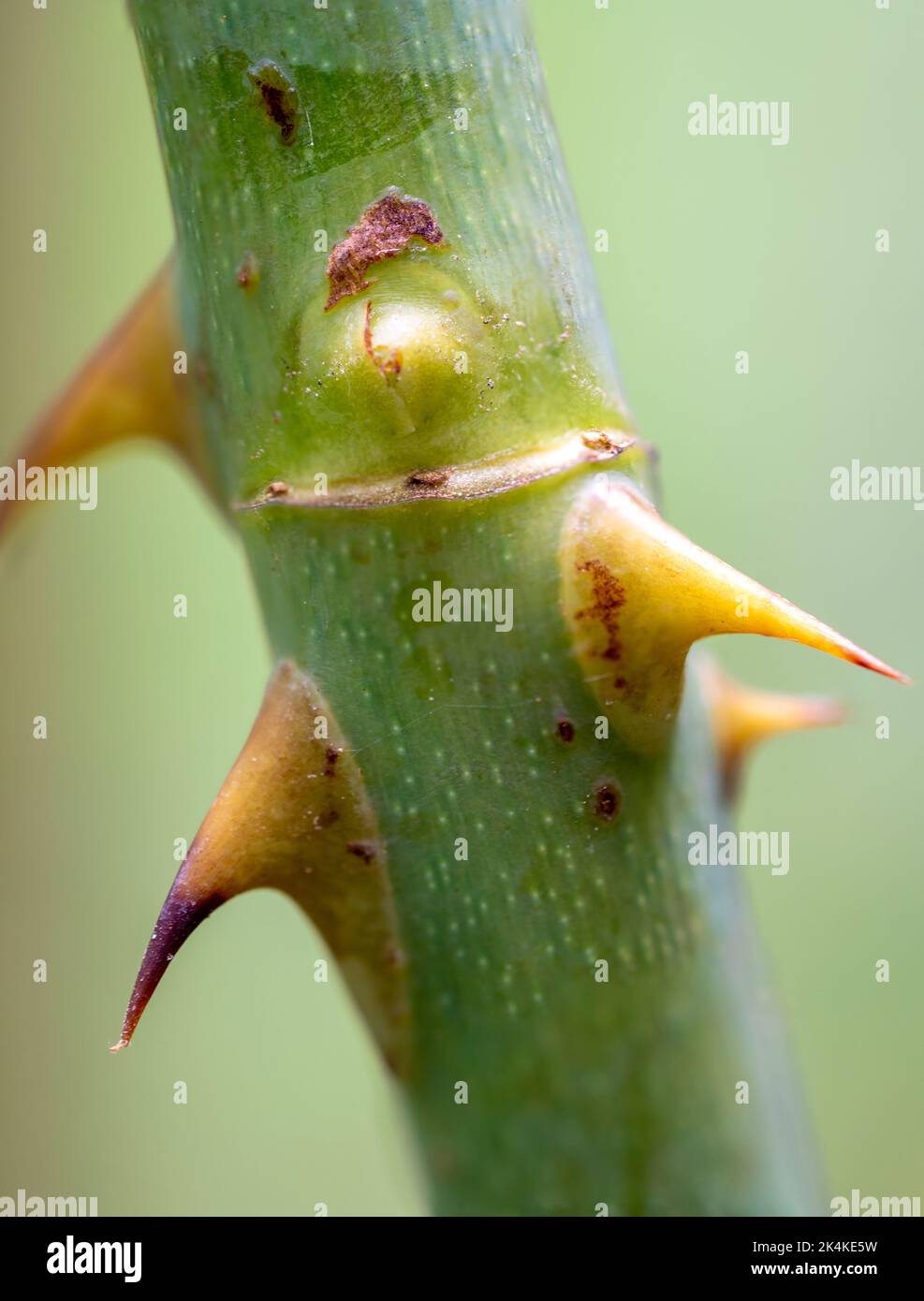 Sharp thorns on the branches of the rose tree Stock Photo - Alamy