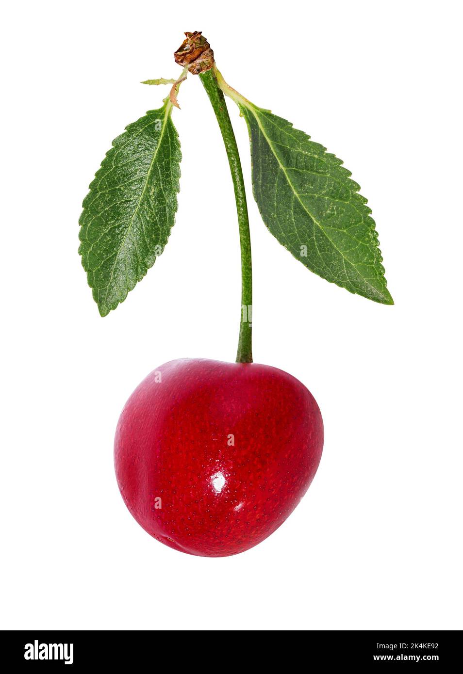 Cherry isolated on white backgroundd Stock Photo - Alamy