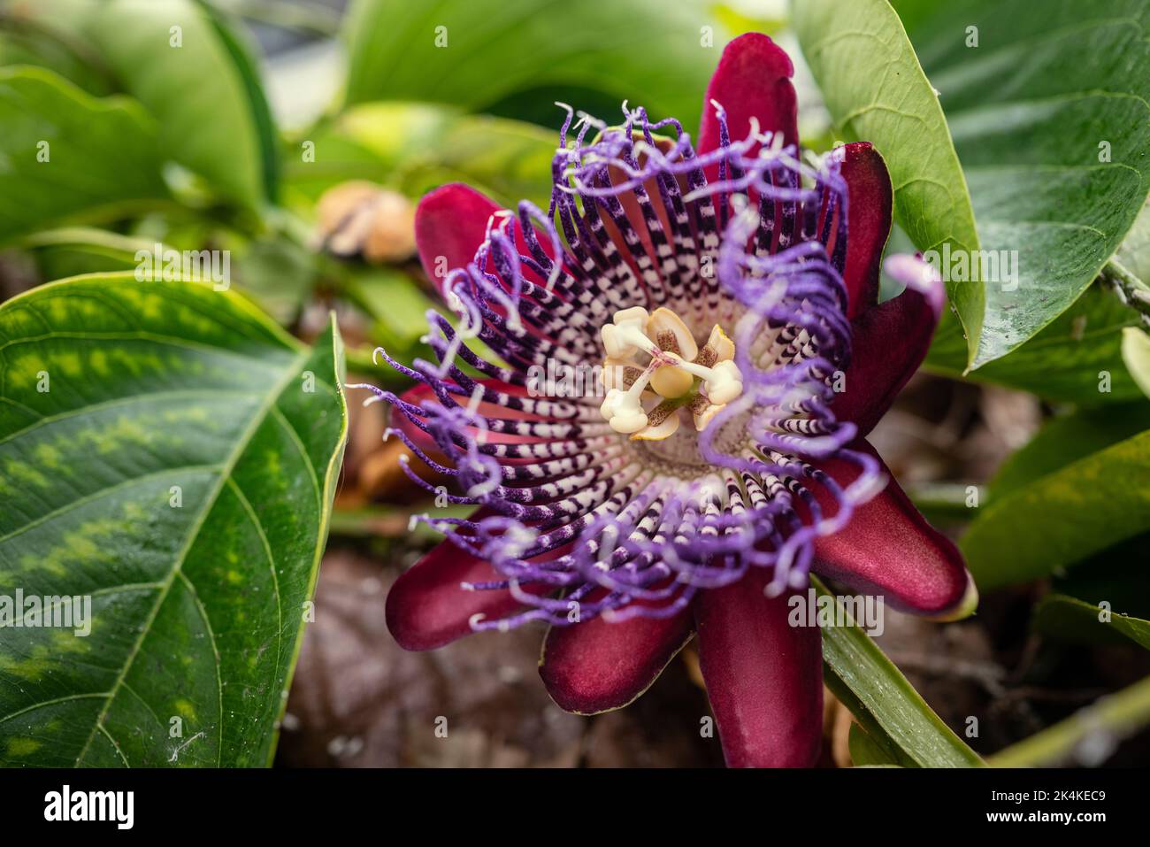 Purple passion fruit flower with red petals, passiflora alata Stock ...