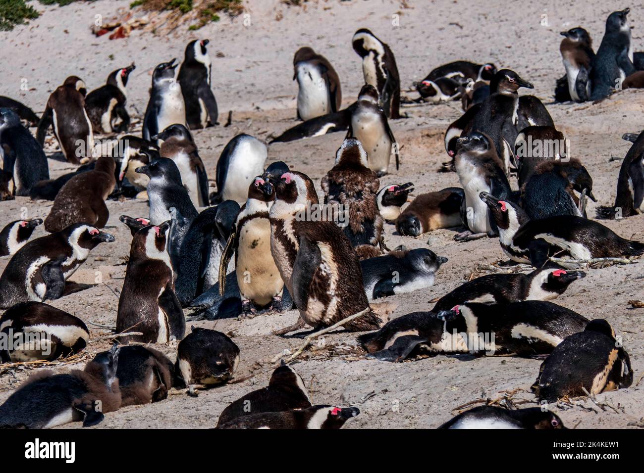 Boulders Beach Penguin Colony. Penguins resting on the rocks and sand ...