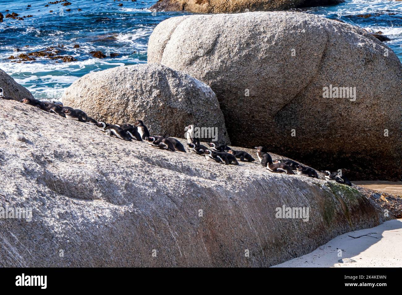 Boulders Beach Penguin Colony. Penguins resting on the rocks and sand ...