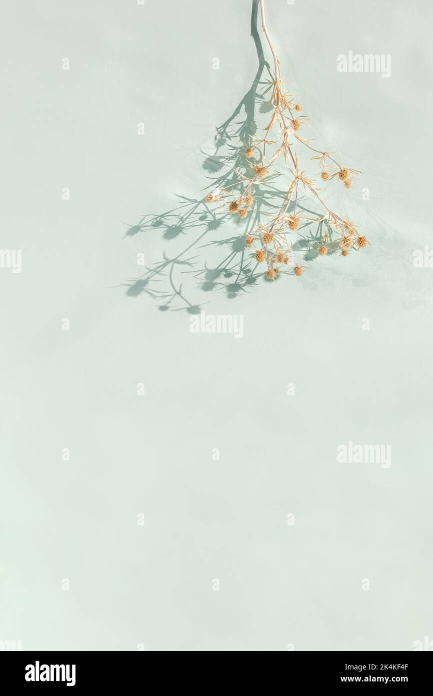 Dry branches of wild thistle flowers with shadow on light background ...
