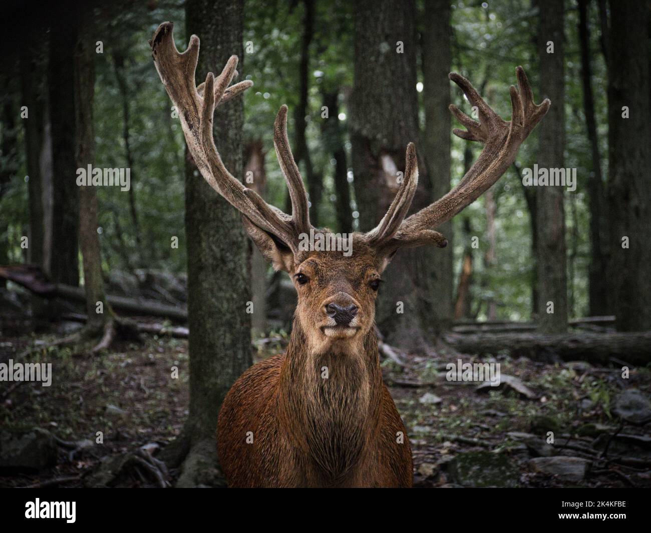 A portrait of the brown male barbary stag with mesmerizing horns in the ...