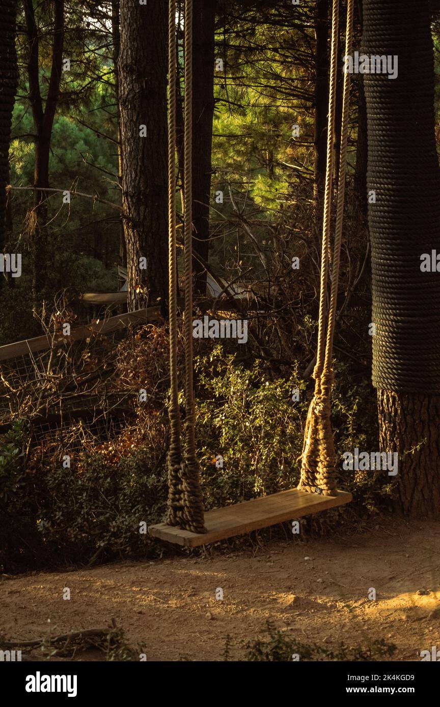 A vertical shot of a rope swing hanging from a tree in the park Stock ...