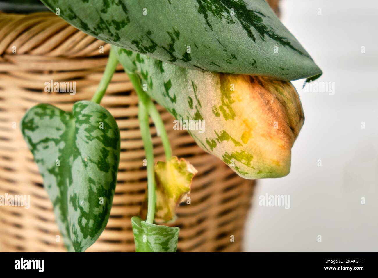 Wilted plants yellow leafs hi-res stock photography and images - Alamy