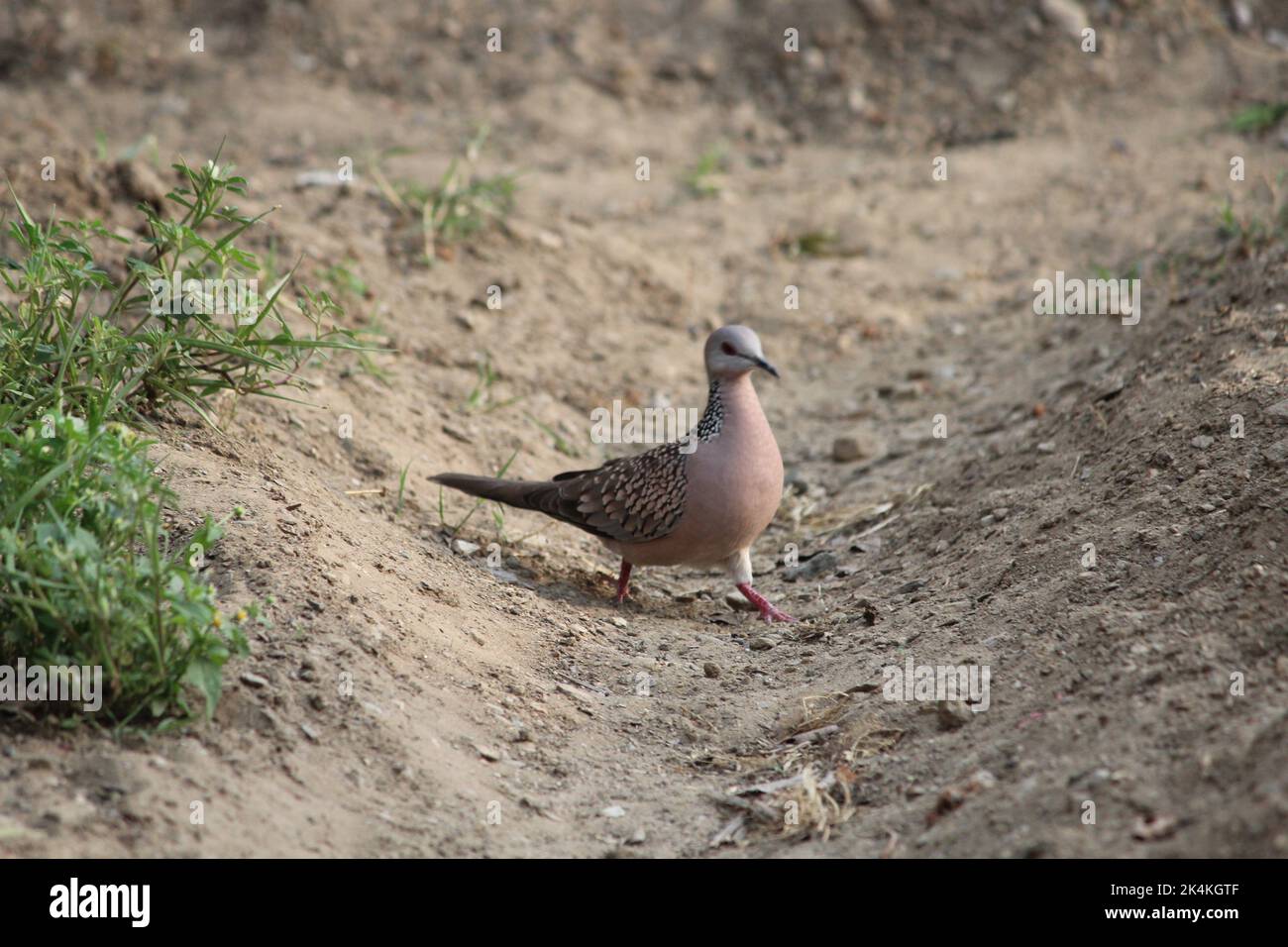 Spotted dove perching on hi-res stock photography and images - Alamy