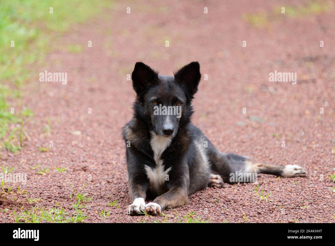 An alert and posing black and white pet female mongrel, laying on the ...