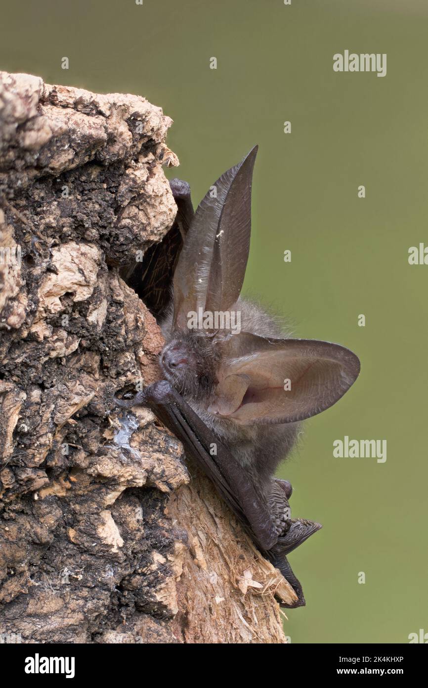 Brown Long-eared Bat (Plecotus auritus) Norfolk UK GB September 2022 ...