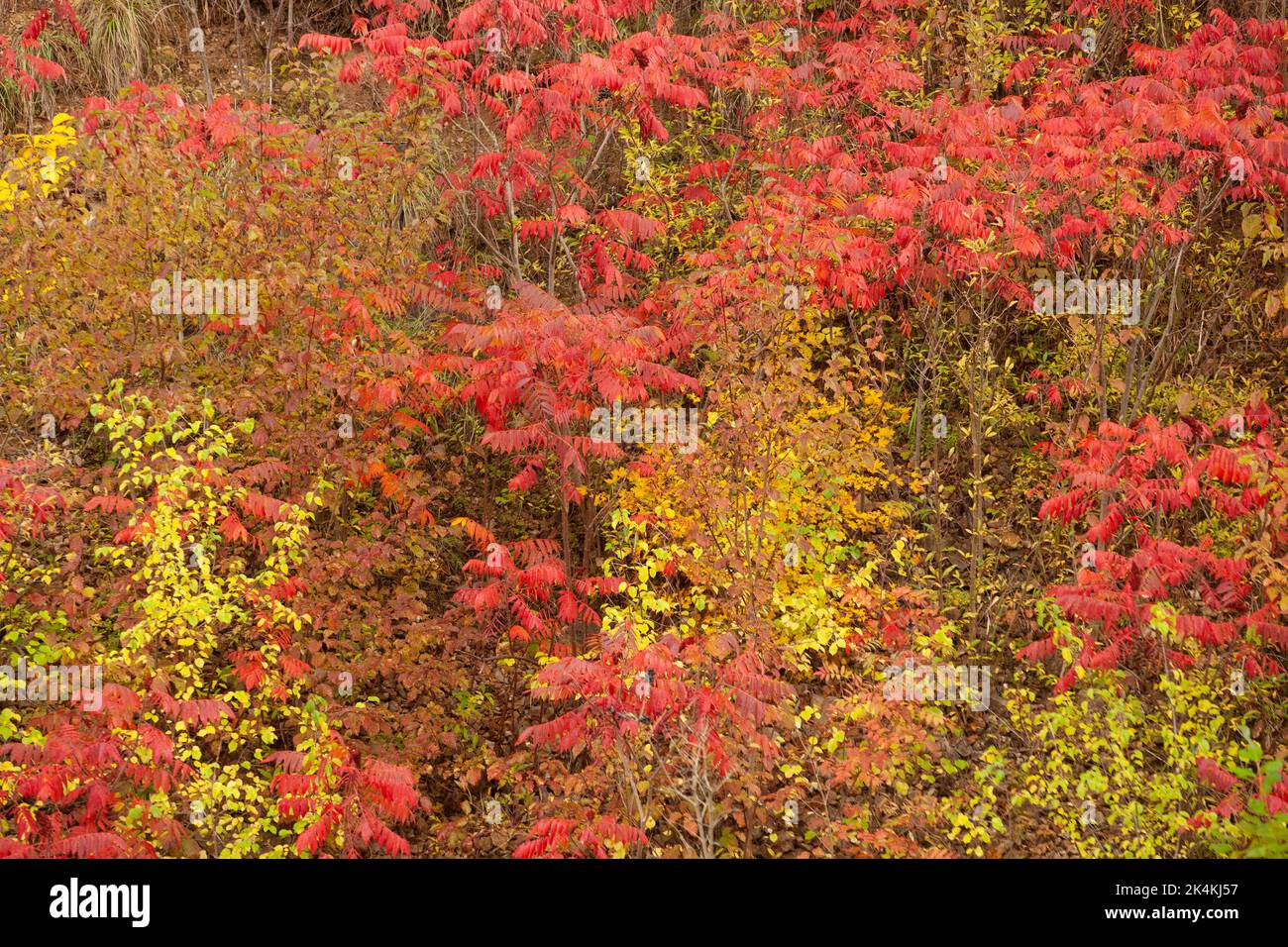 Orange yellow red bushes mix in the countryside Stock Photo - Alamy