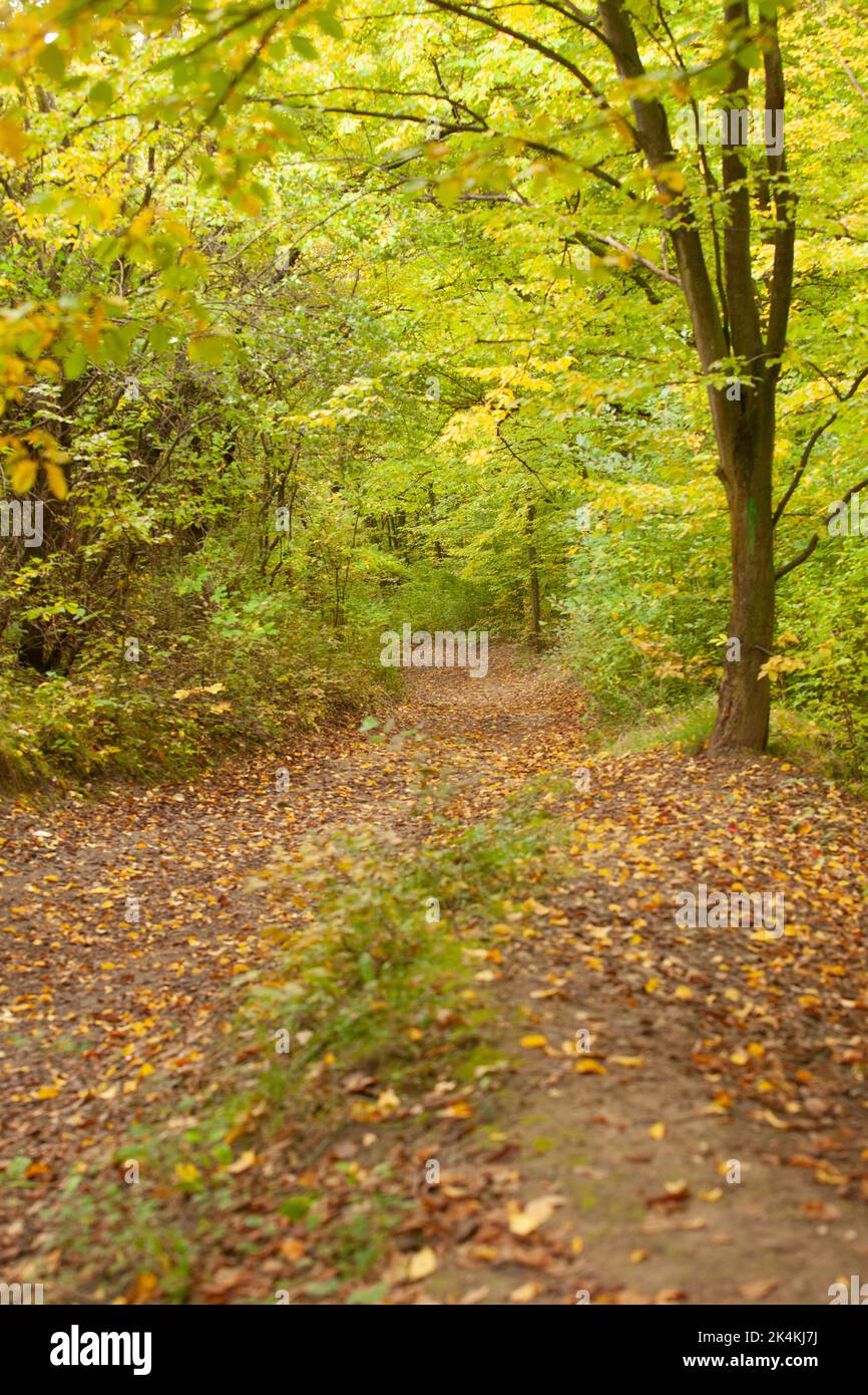 The path descends, the trees form a green and yellow arch. Leaves cover ...