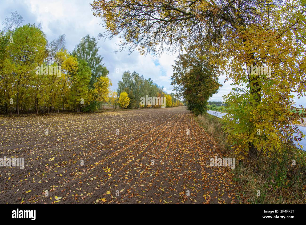 A plowed field near the forest full of fallen leaves on a cloudy ...