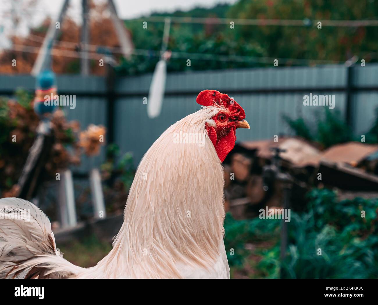 A beautiful rooster with a bright red comb on a rural background ...