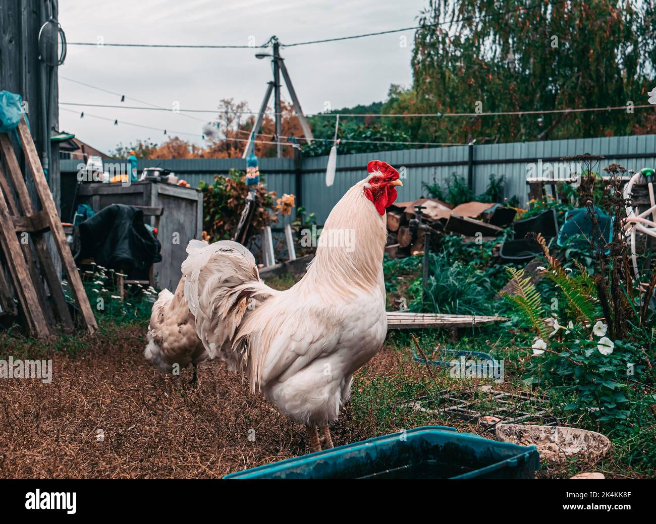 A beautiful rooster with a bright red comb on a rural background ...