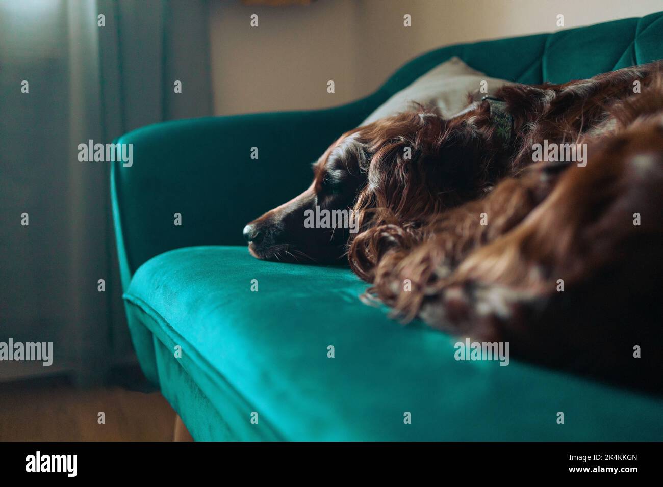 Close up of cute long haired Irish Setter dog lying and sleeping on ...