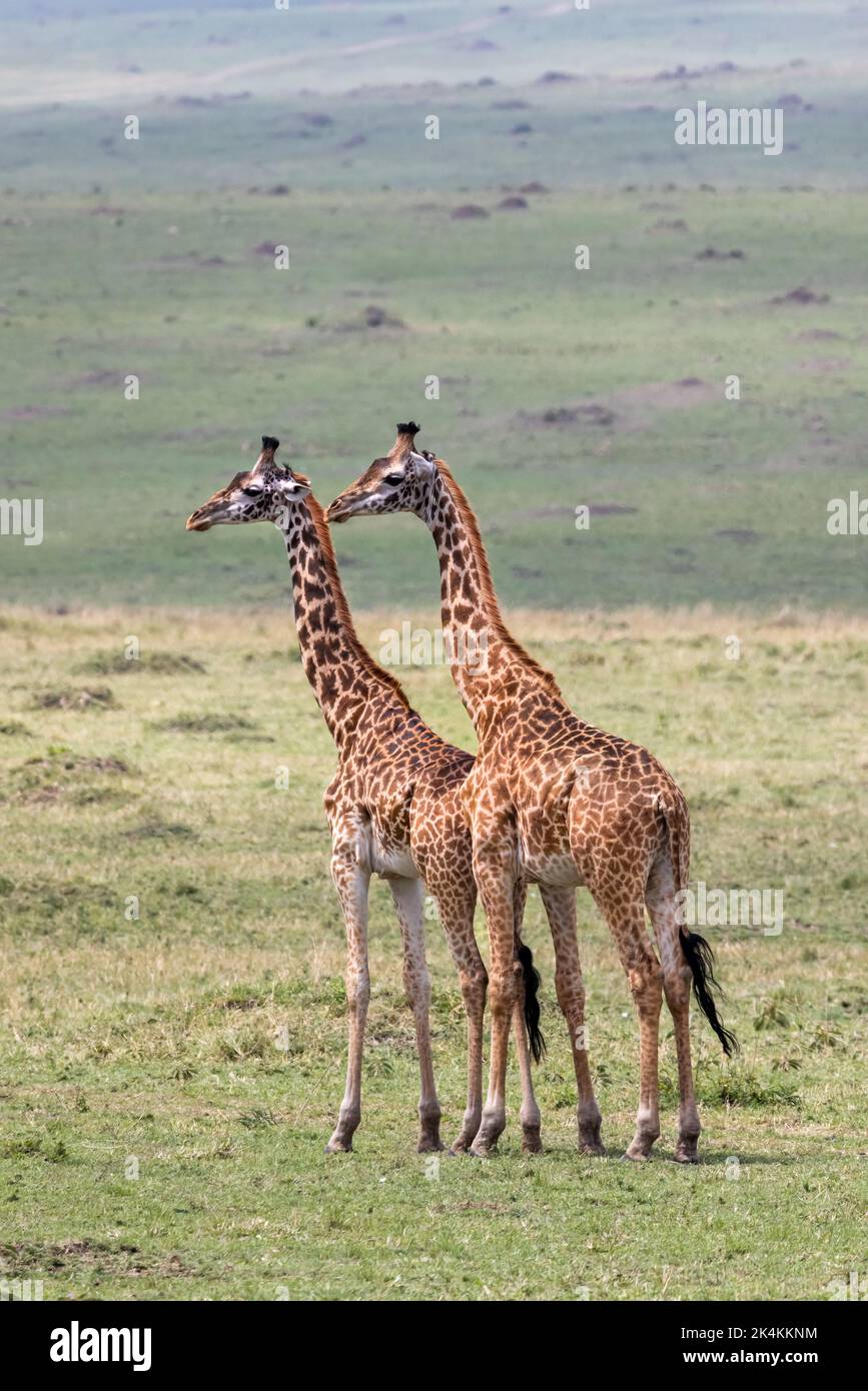 Two young adult male Masai giraffes, giraffa camelopardalis, standing ...