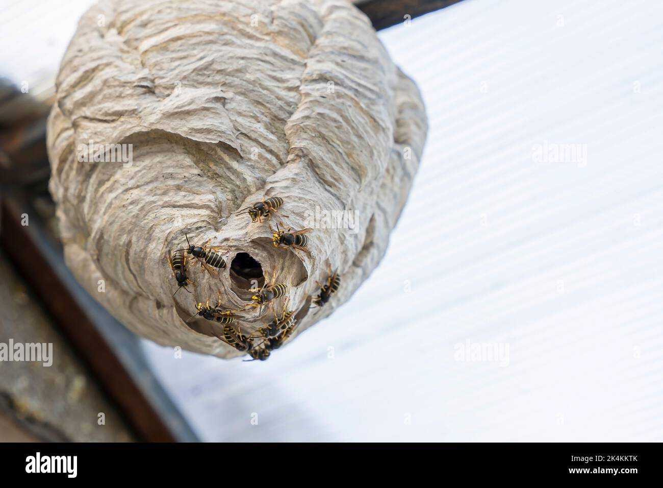 wasp nest under the roof of the house and wasps guarding the entrance ...