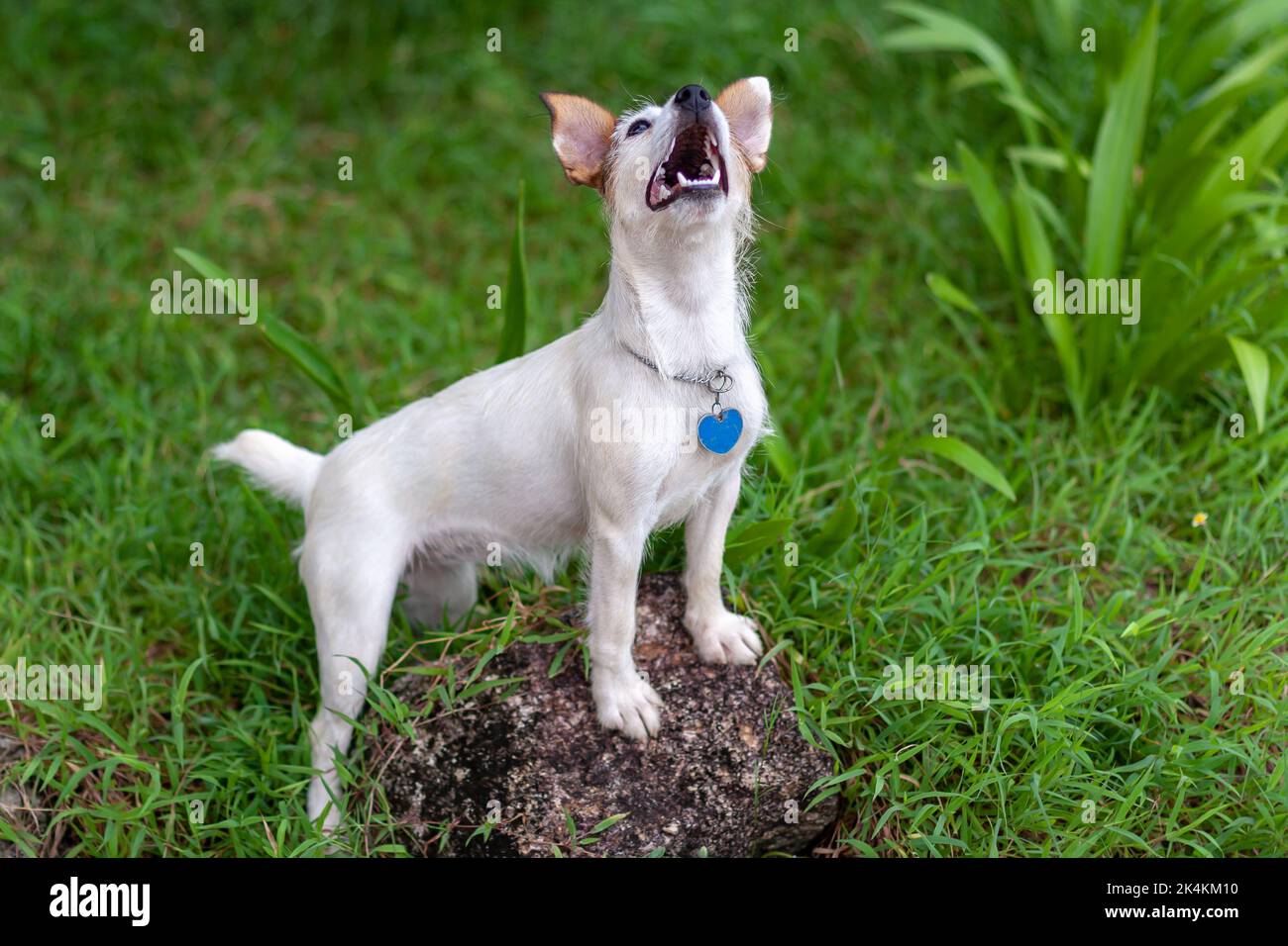 Dog of Jack Russell breed with open mouth stands with its front paws on ...