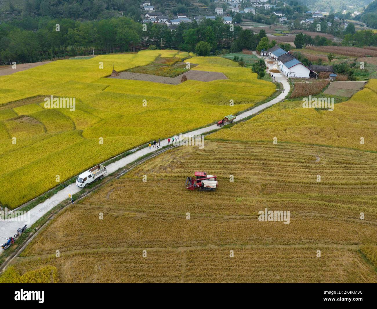 YICHANG, CHINA - OCTOBER 1, 2022 - Farmers use machinery to harvest ...