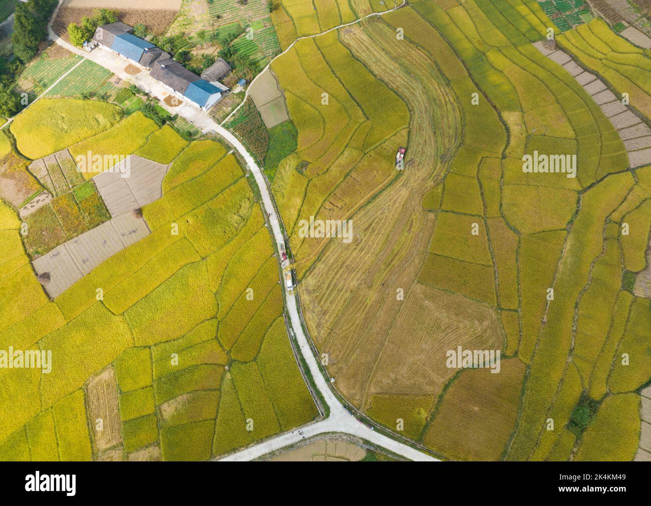 YICHANG, CHINA - OCTOBER 1, 2022 - Farmers use machinery to harvest ...