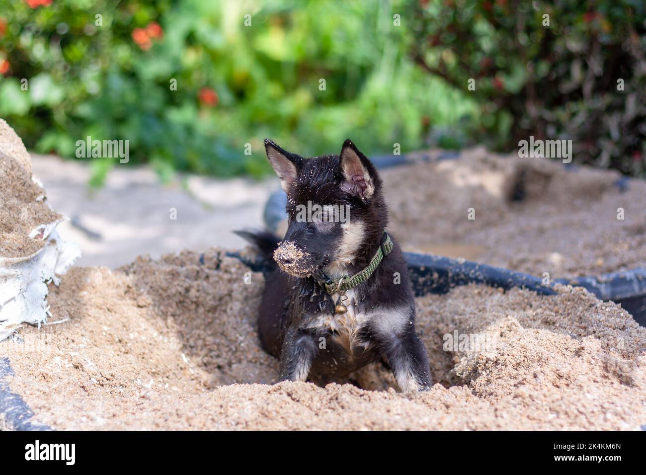 Black and white puppy sitting in bucket of sand. Nose in the sand ...