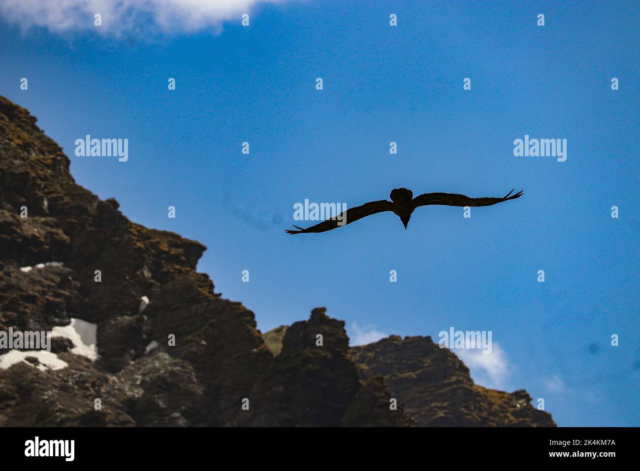 Golden eagle fly hi-res stock photography and images - Alamy
