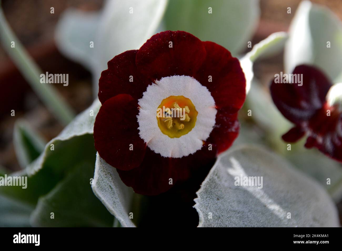 Gizabroon hi-res stock photography and images - Alamy