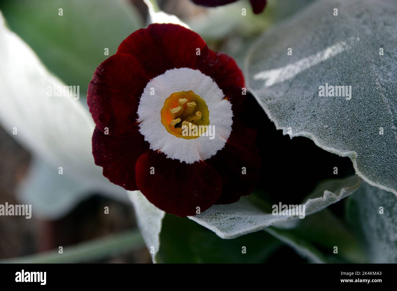 Gizabroon hi-res stock photography and images - Alamy