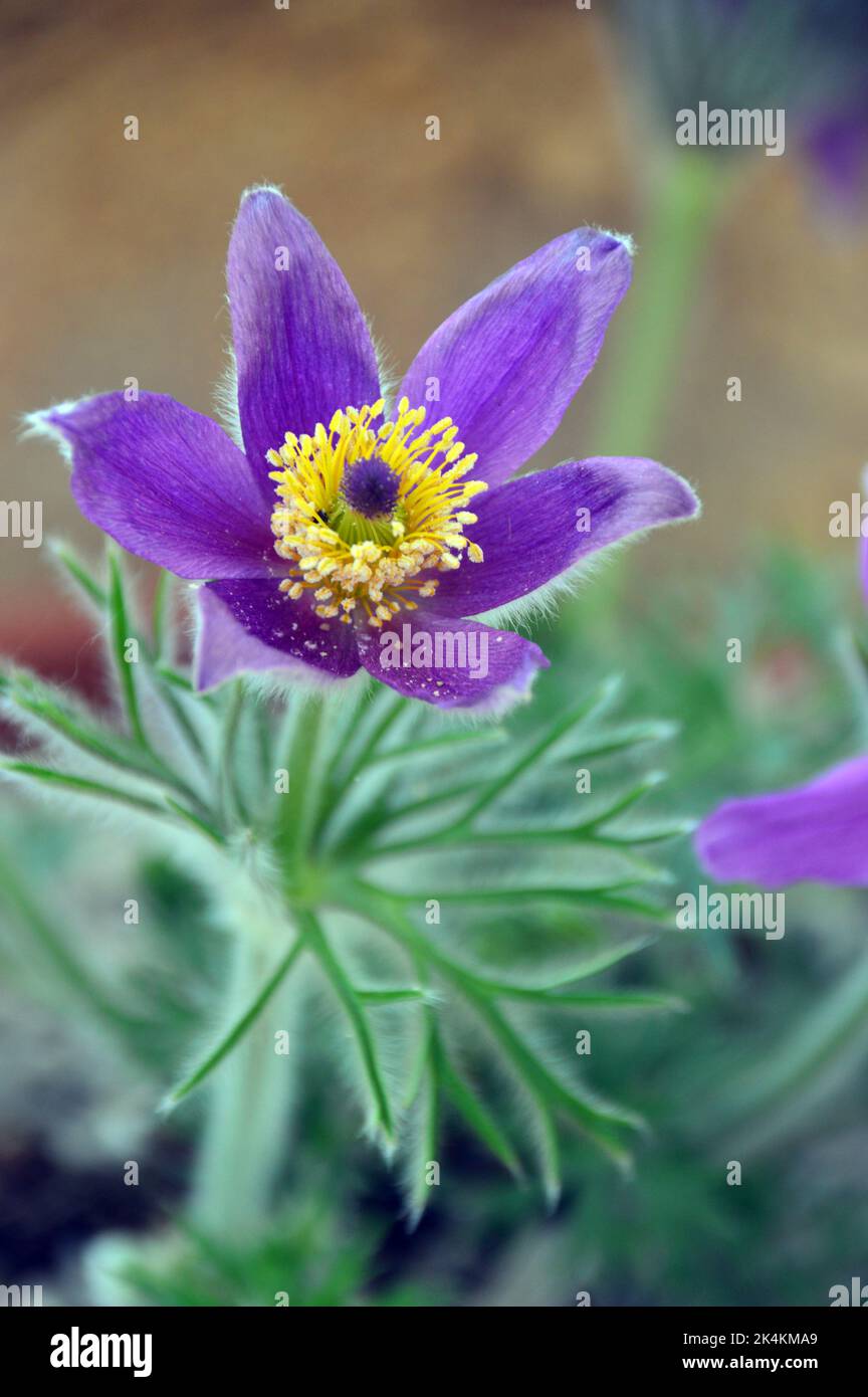 Slovak pasque flower hi-res stock photography and images - Alamy