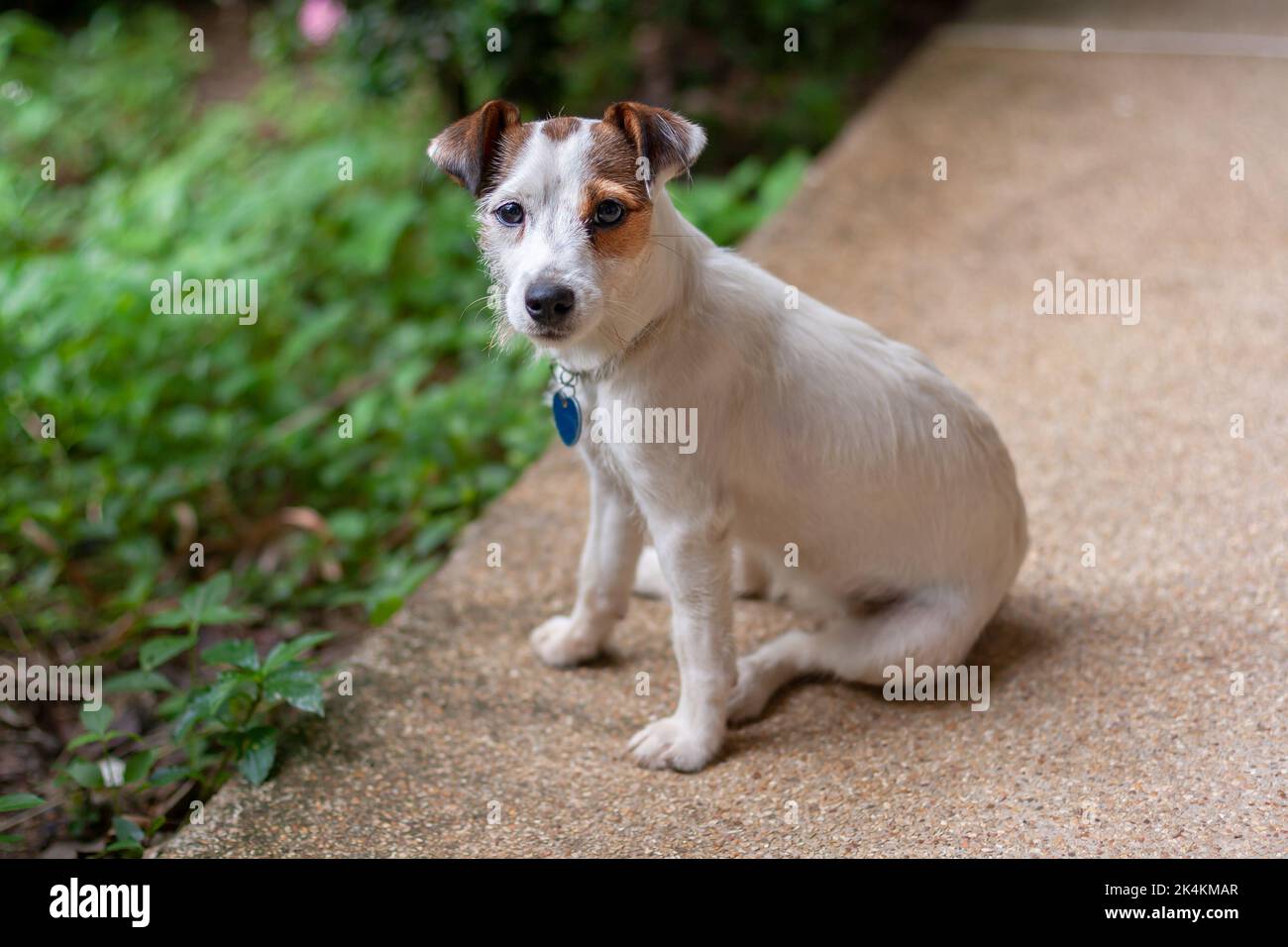 Jack Russell breed dog sits on concrete next to green grass and looks ...