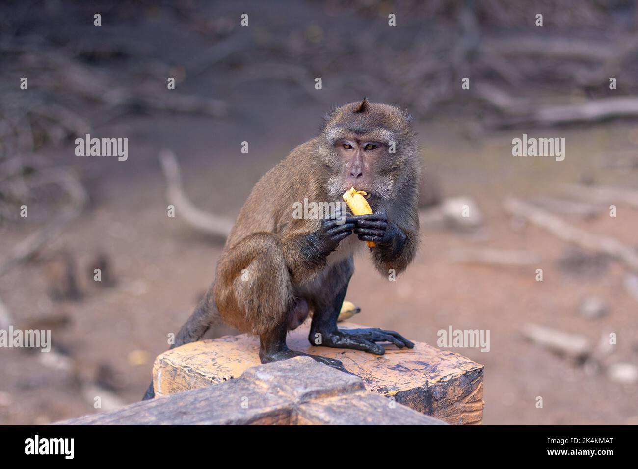 Funny macaque monkey eats a banana sitting on column. Paws in mud ...