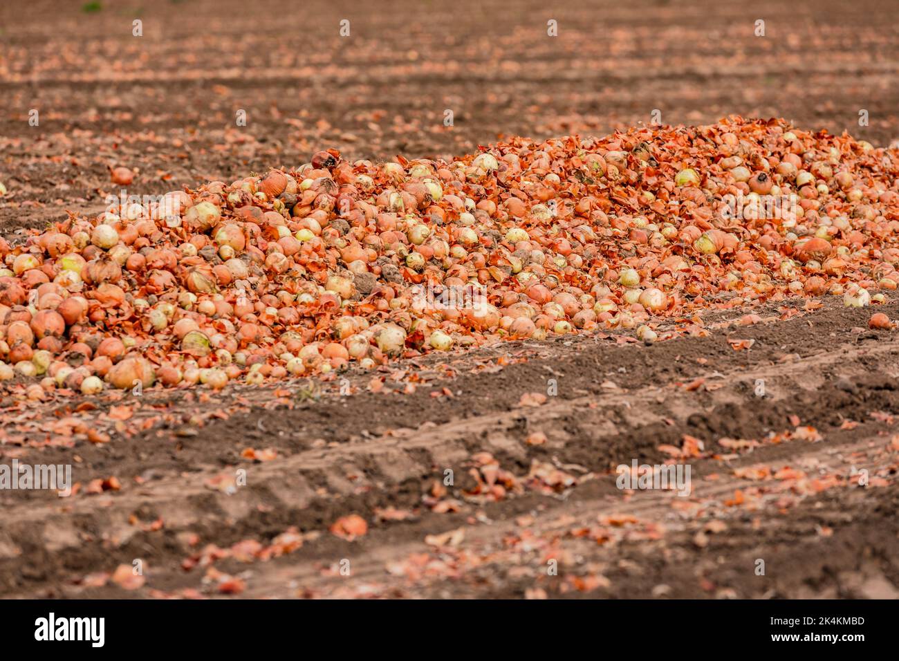 A mountain of onion piled up during onion harvest on onion field in ...