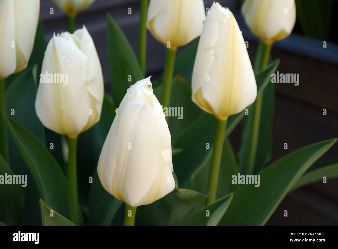 Ivory White Tulip Purissima (White Emperor) Flowers grown at RHS Garden ...