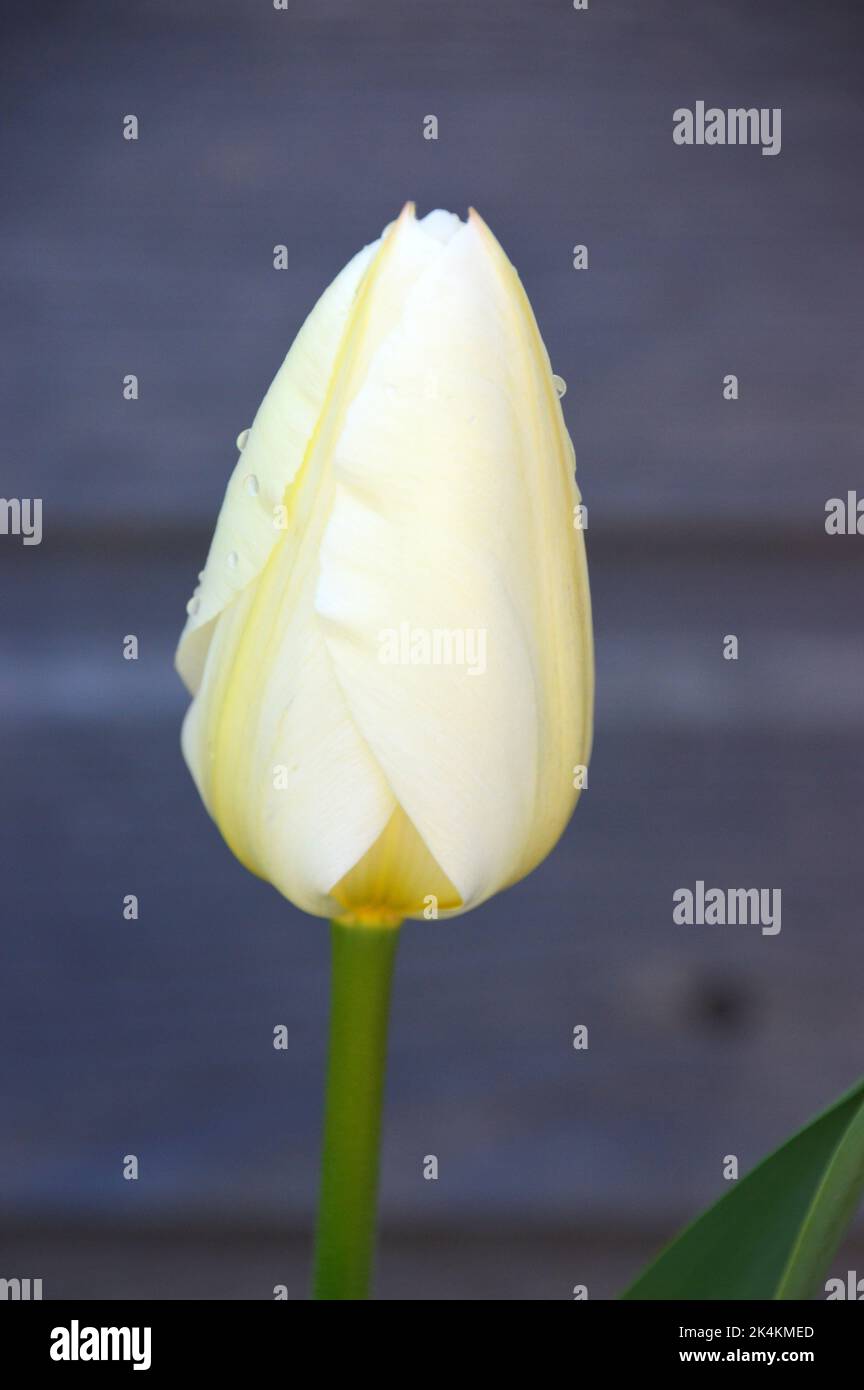 Single Ivory White Tulip Purissima (White Emperor) Flower grown at RHS ...
