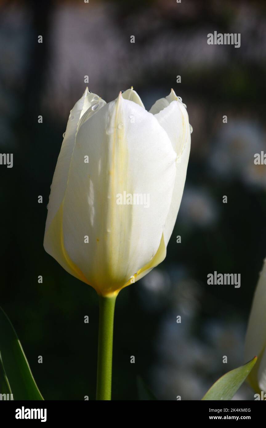 Single Ivory White Tulip Purissima (White Emperor) Flower grown at RHS ...