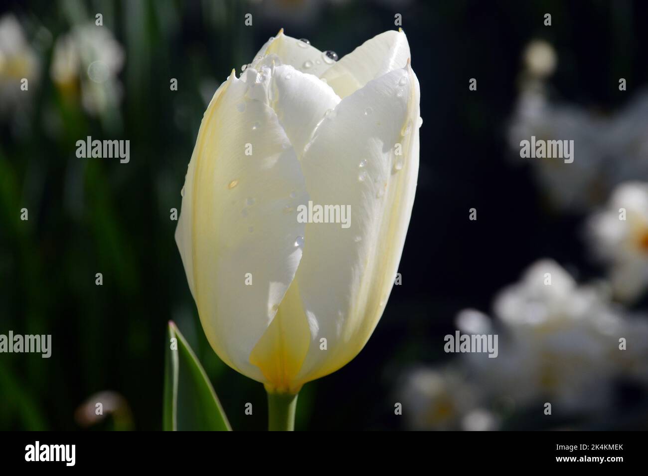 Single Ivory White Tulip Purissima (White Emperor) Flower grown at RHS ...