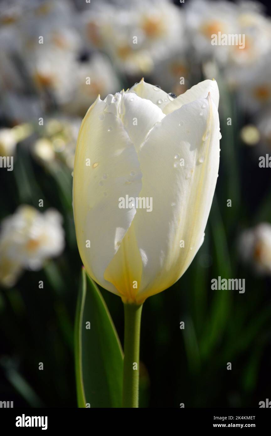 Single Ivory White Tulip Purissima (White Emperor) Flower grown at RHS ...