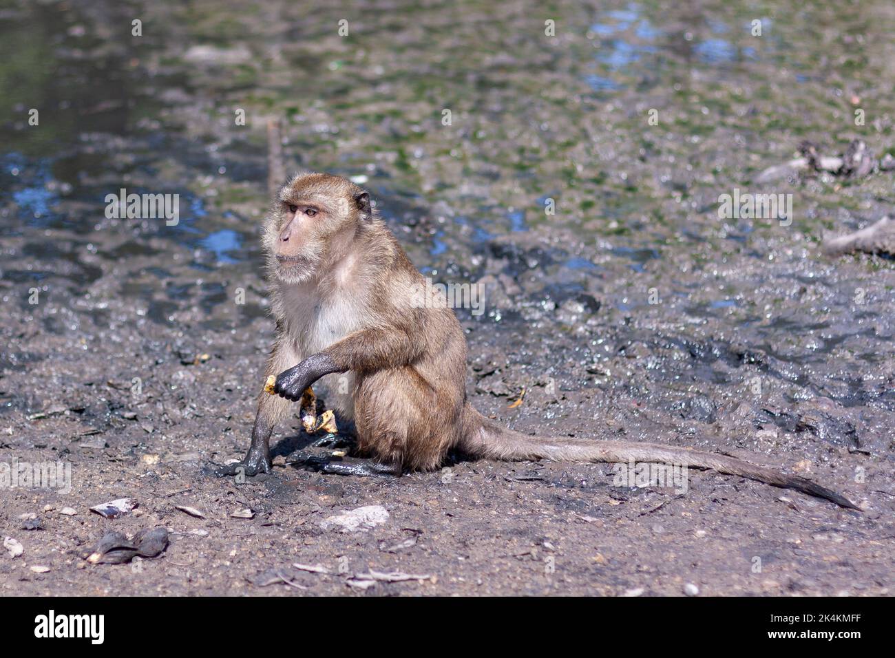 Macaque monkey sits in the mud with banana skin. Selective focus ...
