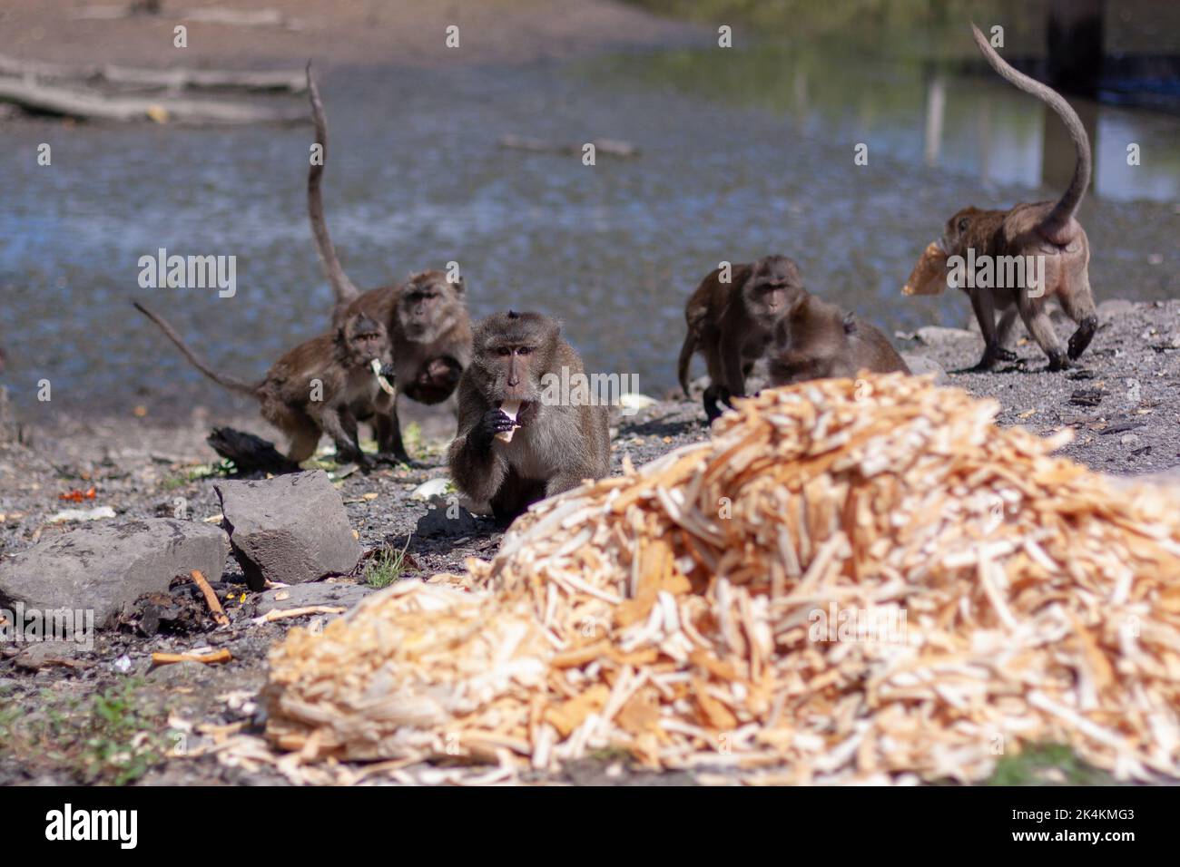 Group of macaque monkeys eat crust of bread from large pile on the ...