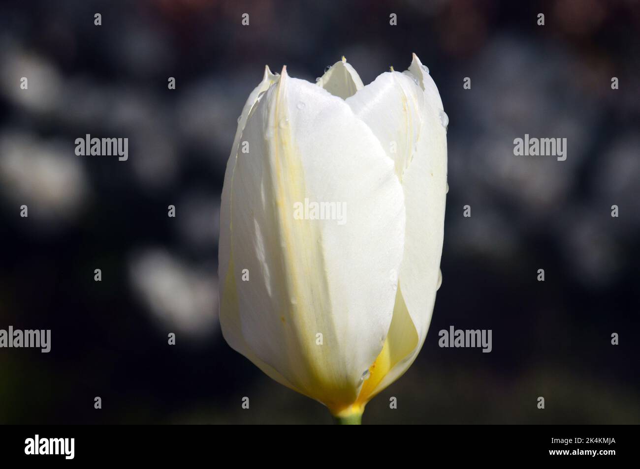 Single Ivory White Tulip Purissima (White Emperor) Flower grown at RHS ...