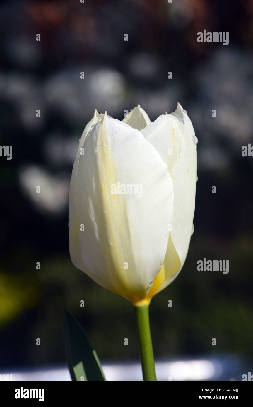 Single Ivory White Tulip Purissima (White Emperor) Flower grown at RHS ...