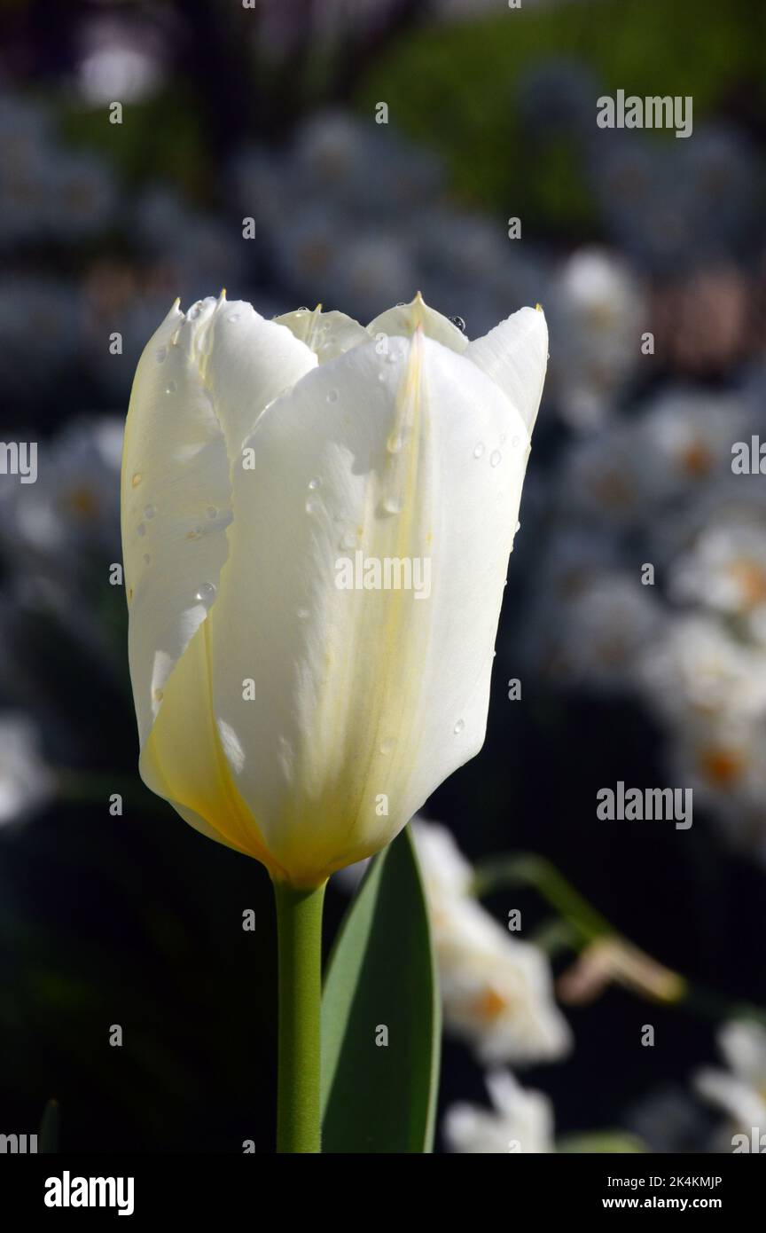 Single Ivory White Tulip Purissima (White Emperor) Flower grown at RHS ...
