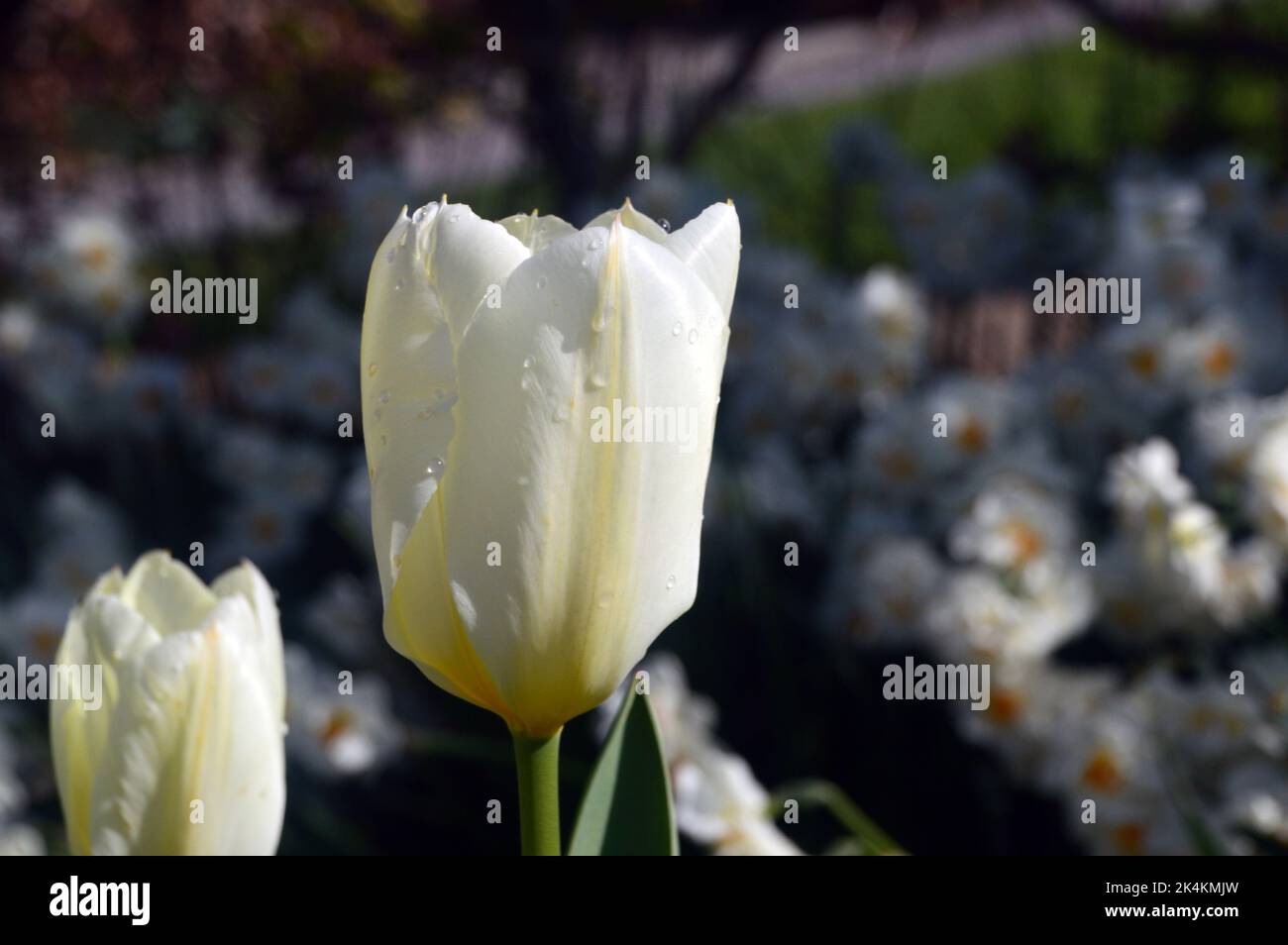 Ivory White Tulip Purissima (White Emperor) Flowers grown at RHS Garden ...