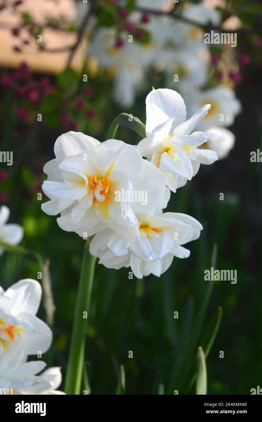 Double daffodil hi-res stock photography and images - Alamy